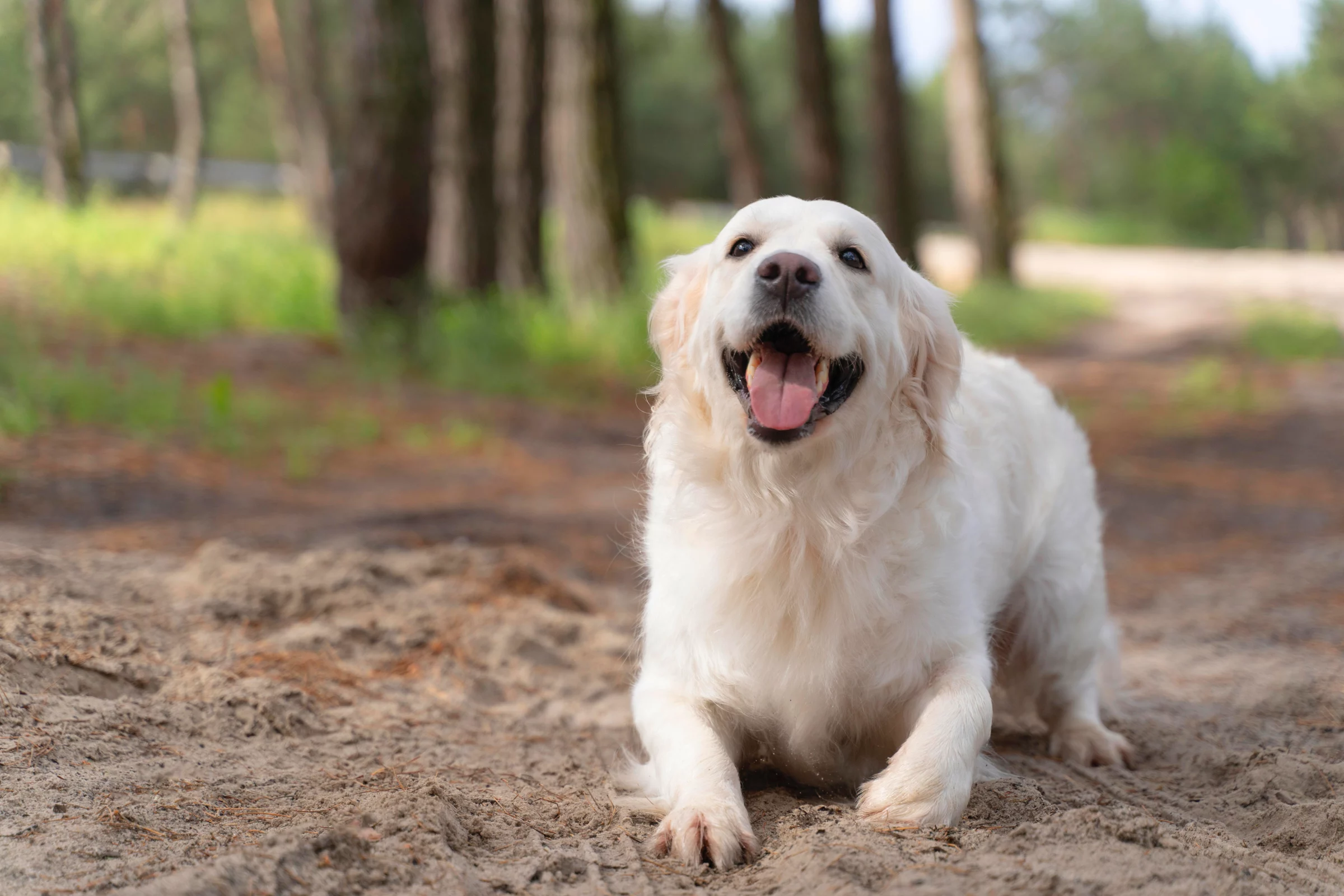 Five Tips for Starting a Successful Pet Photography Business