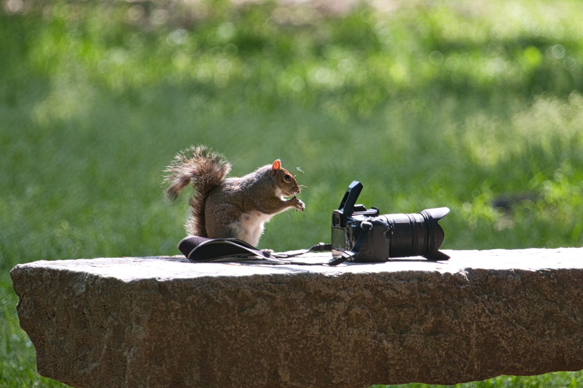 Best Lens For Wildlife Photography: Ultimate Guide